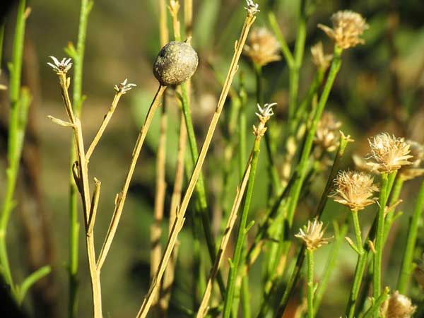 Kumeyaay Garden - University of San Diego