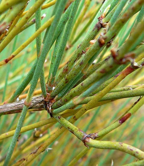 Kumeyaay Garden - University of San Diego