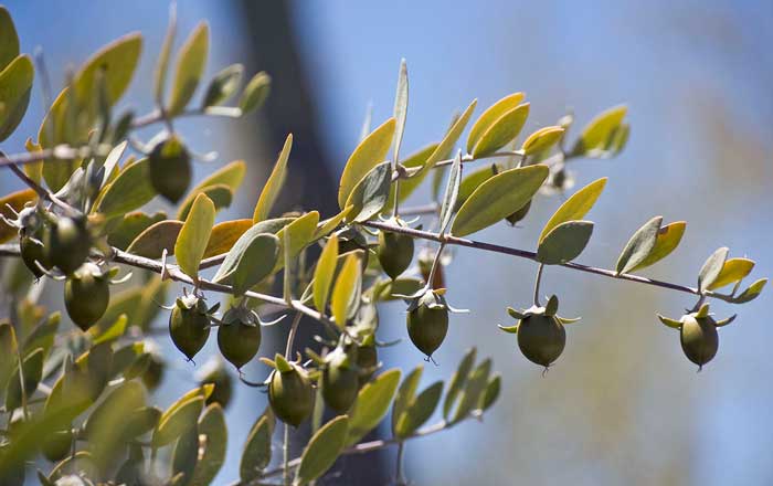 Kumeyaay Garden - University of San Diego