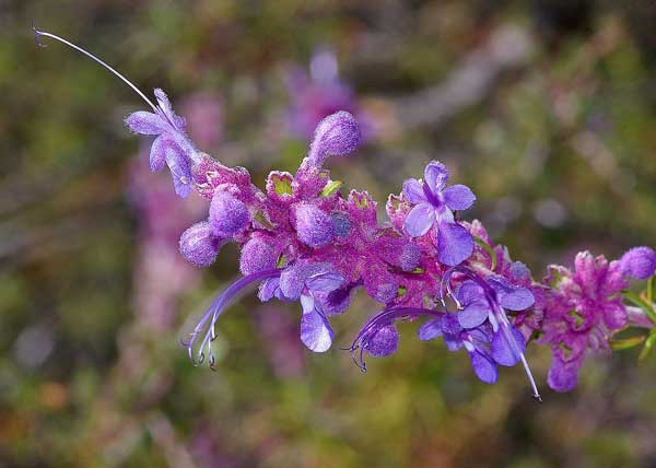 Plant Details - Kumeyaay Garden - University of San Diego